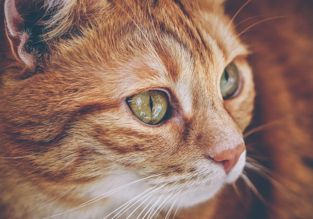 Focus on What Matters: Camera Focus Types for Vloggers — Clideo