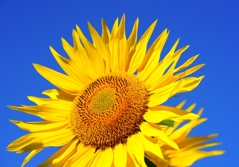 Stop Motion vs.Time Lapse vs. Hyperlapse — Clideo